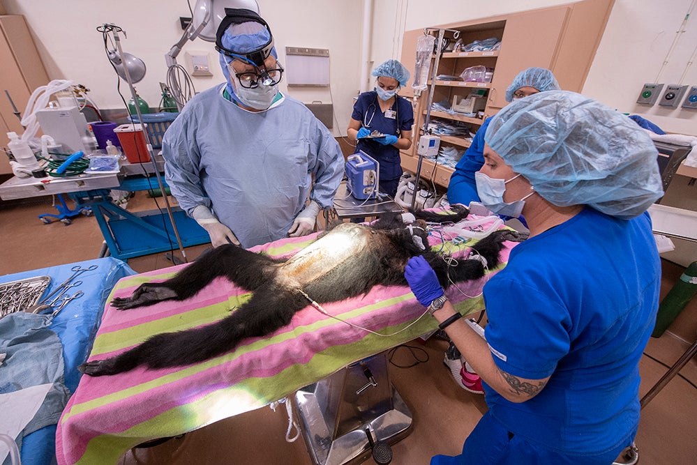 PIX: 'Sia' The Siamang Undergoes Surgery At Zoo Miami