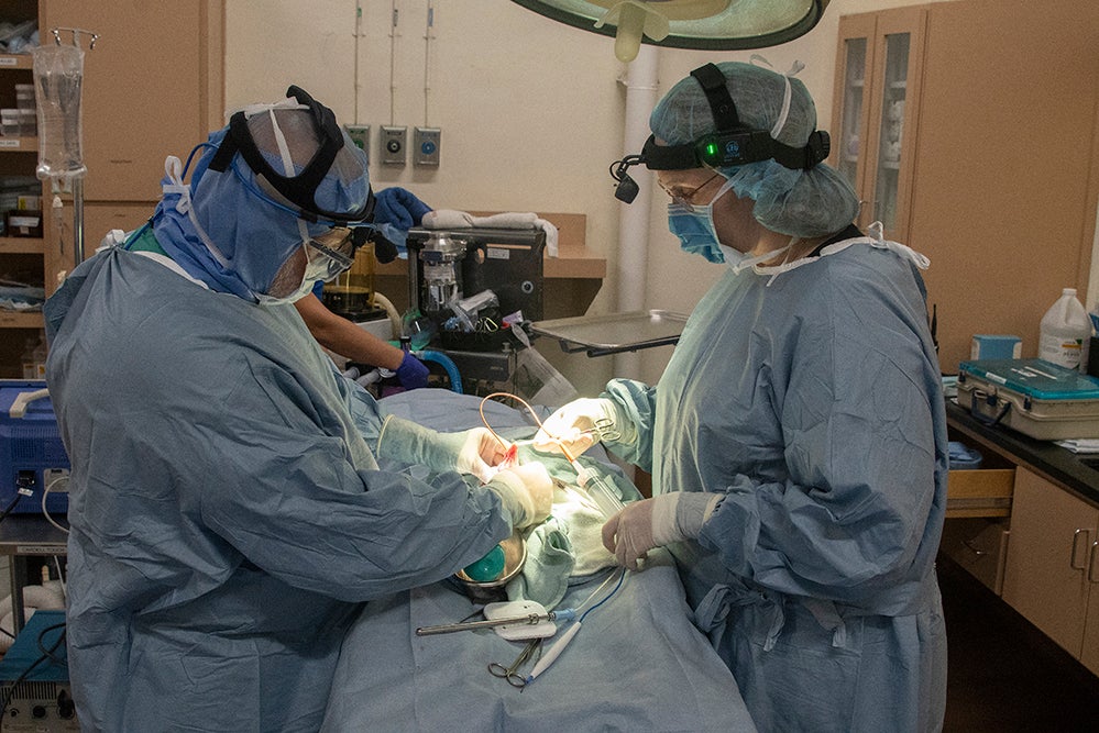 PIX: 'Sia' The Siamang Undergoes Surgery At Zoo Miami