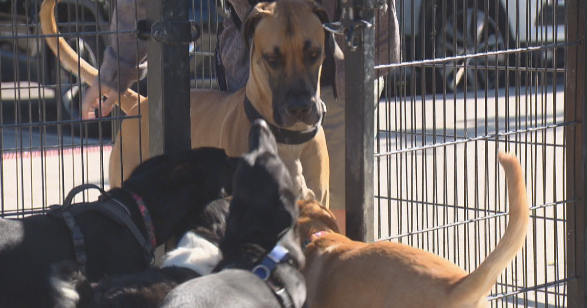 Reopening Colorado: Denver Dog Parks Now Open - CBS Colorado