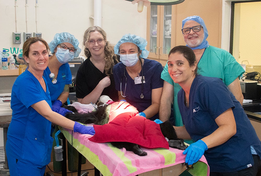 PIX: 'Sia' The Siamang Undergoes Surgery At Zoo Miami