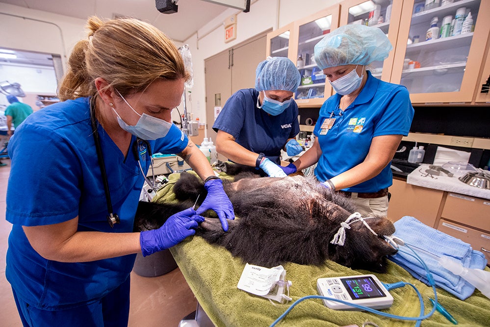 PIX: 'Sia' The Siamang Undergoes Surgery At Zoo Miami