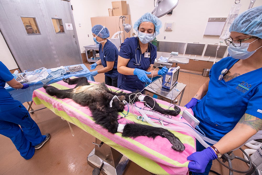 PIX: 'Sia' The Siamang Undergoes Surgery At Zoo Miami