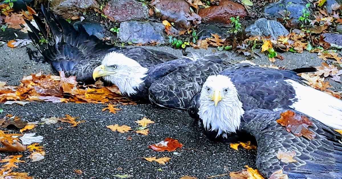 'Kind Of Like Kids Fighting': Officers Help Free Tangled Bald Eagles ...