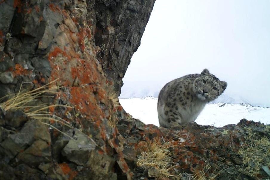 Rare photos of snow leopards and former Russian poachers are helping ...