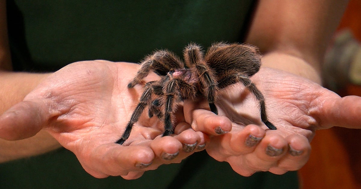 Why Are Some Of Us So Afraid Of Creepy-Crawly Animals? - CBS Minnesota