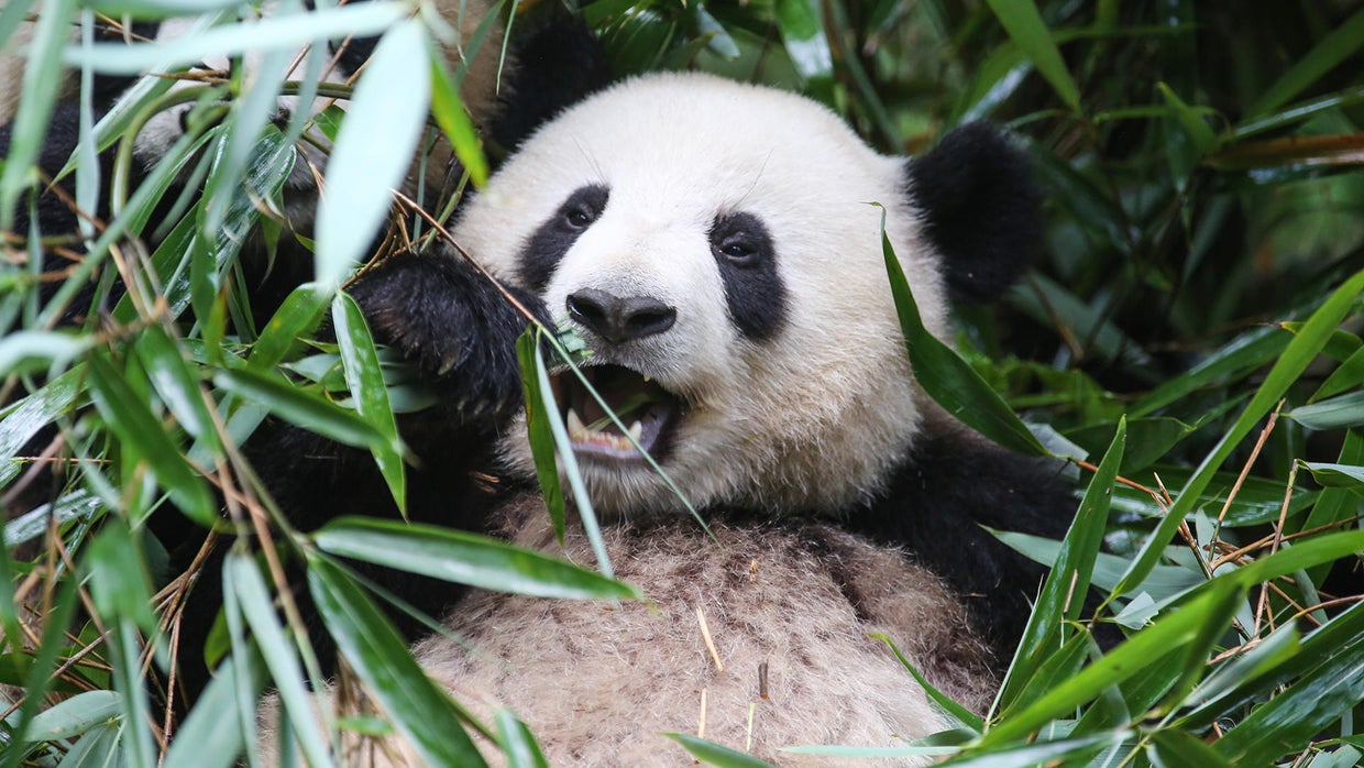 Giant Pandas: Photos from the 60 Minutes report