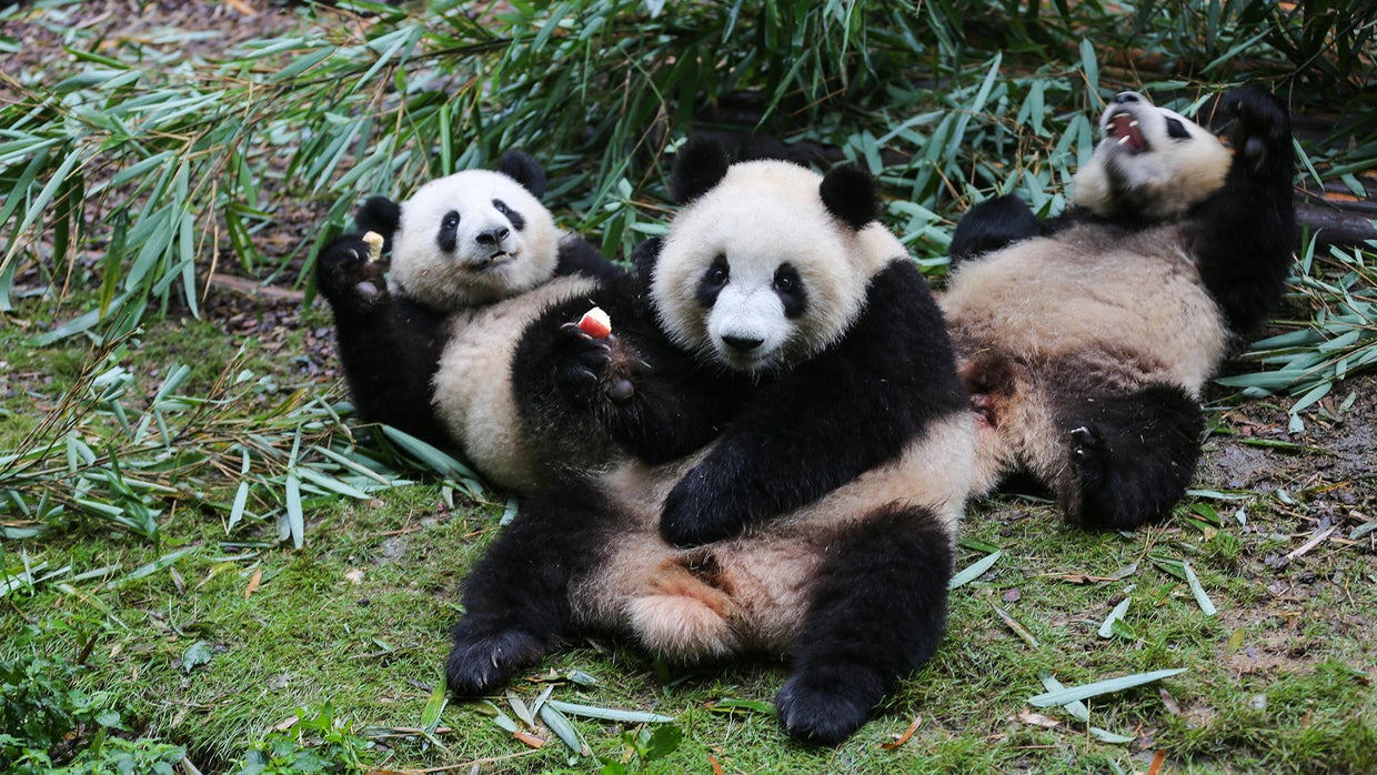 Giant Pandas: Photos from the 60 Minutes report