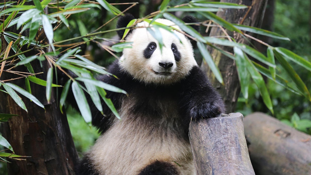Giant Pandas: Photos from the 60 Minutes report
