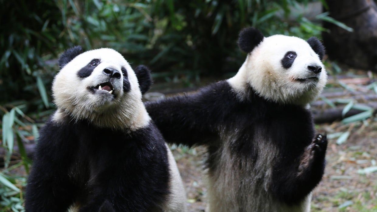 Giant Pandas: Photos from the 60 Minutes report