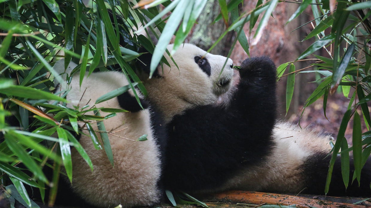 Giant Pandas: Photos from the 60 Minutes report