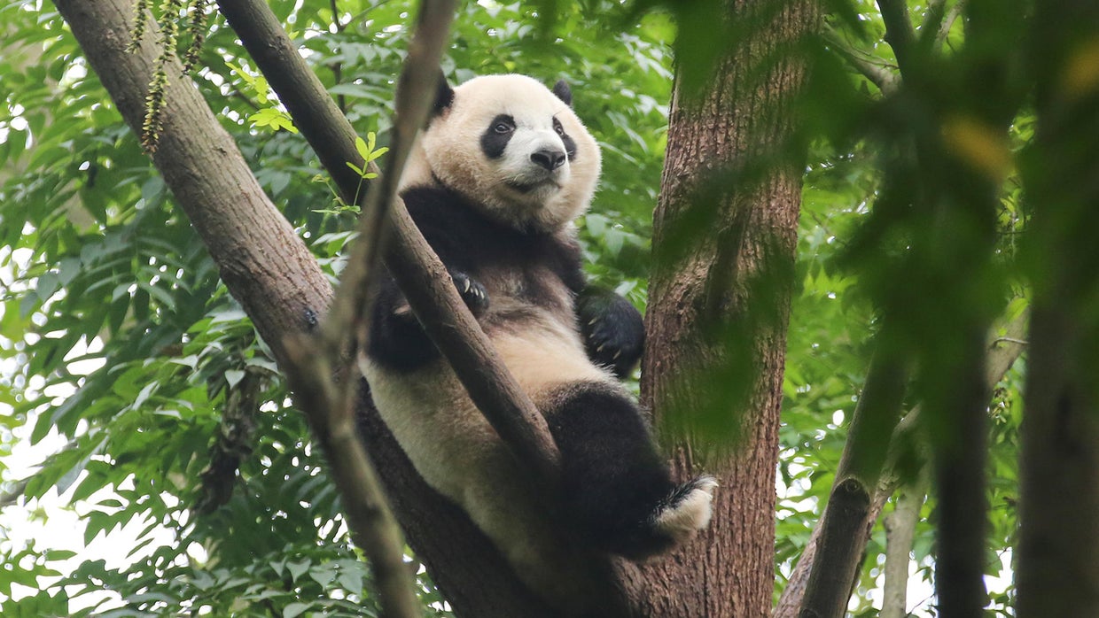 Giant pandas returning to Zoo Atlanta under new conservation agreement ...