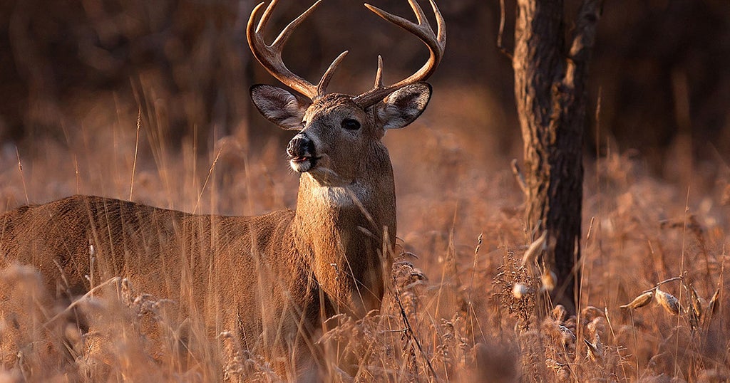 Pa. Game Commission: Probe Into Video Showing Deer Being Tortured ...