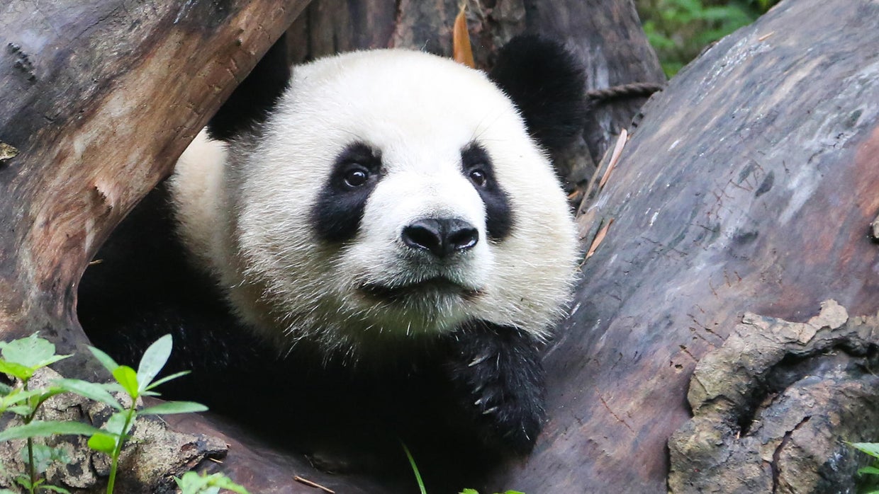 Giant pandas: Saving the giant panda from extinction - 60 Minutes - CBS ...
