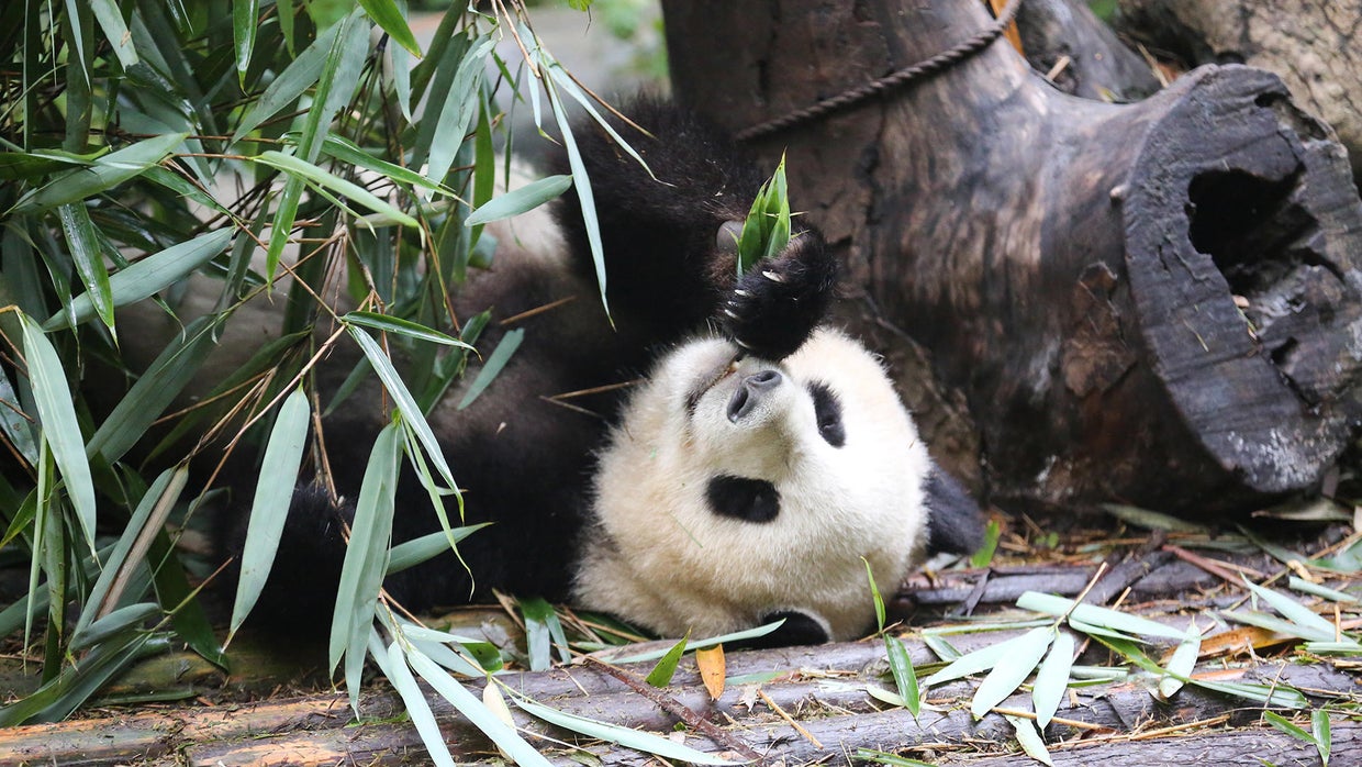 Giant pandas: Saving the giant panda from extinction - 60 Minutes - CBS ...