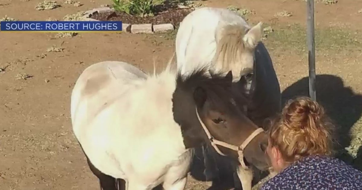 Pit Bulls That Killed 2 Mini Horses In Valley Springs Micro-Chipped And ...