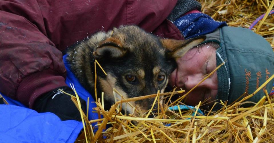 Beargrease Organizers Asking For Donations After Someone Stole Straw ...