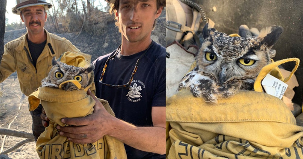 Great Horned Owl Found Suffering From Smoke Inhalation In Maria Fire ...