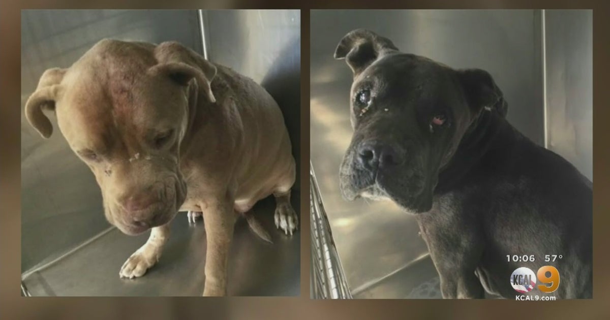 Good Samaritan Saves Woman Attacked By Escaped Dogs 2 Weeks After Owner ...