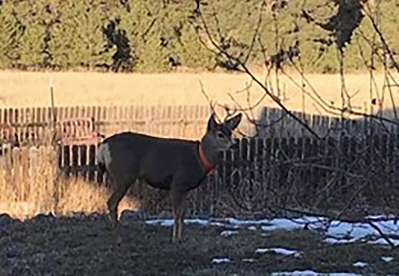 'He Dragged My Pants Right Off Me': Colorado Man Gored By Deer That ...