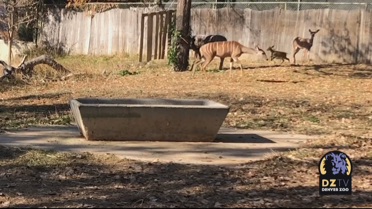 Meet Eleanor, A Lesser Kudu, Denver Zoo's Newest Baby - CBS Colorado