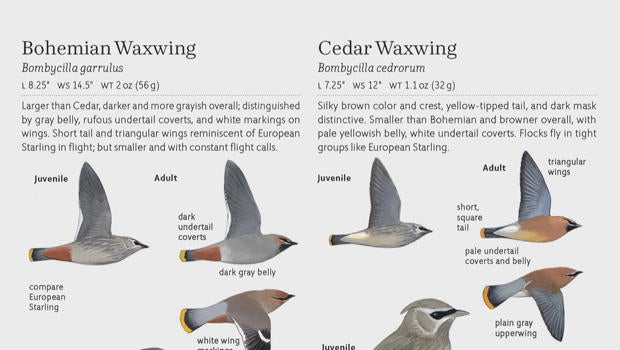 Illustrator David Sibley's bestselling field guides for birdwatchers ...