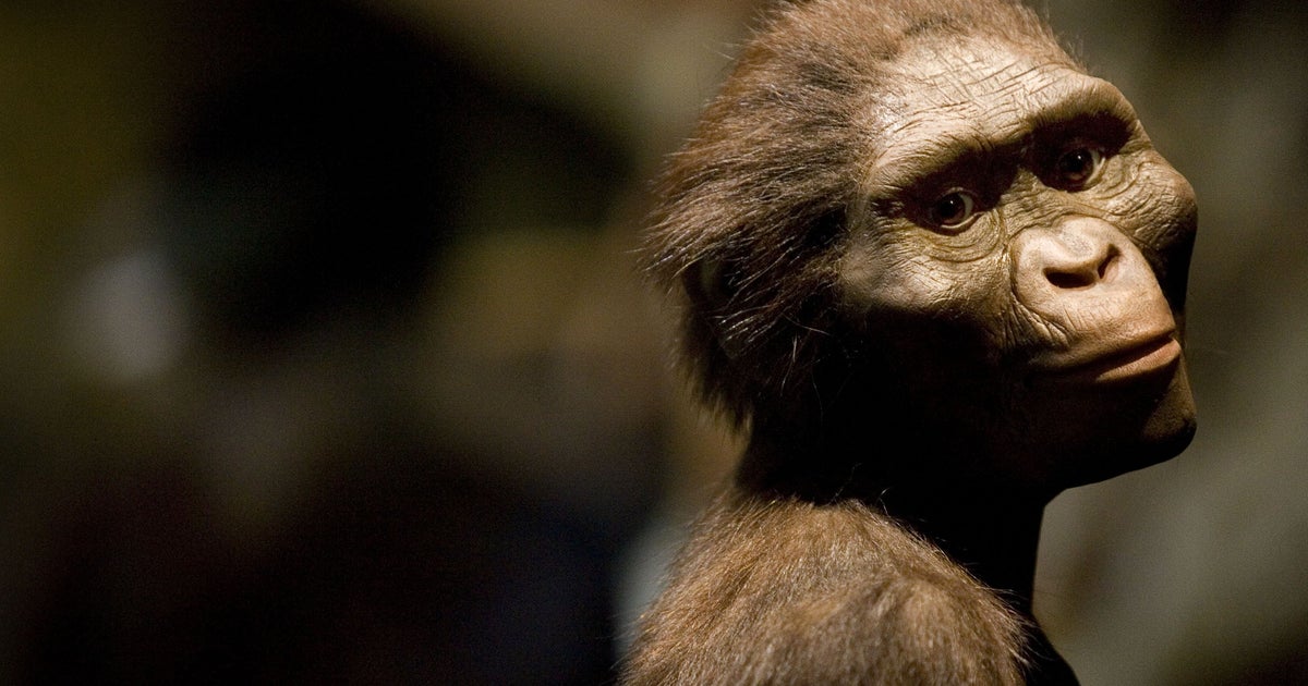 Don't Tell 'Lucy': Modern-Day Apes May Be Smarter Than Our Evolutionary ...