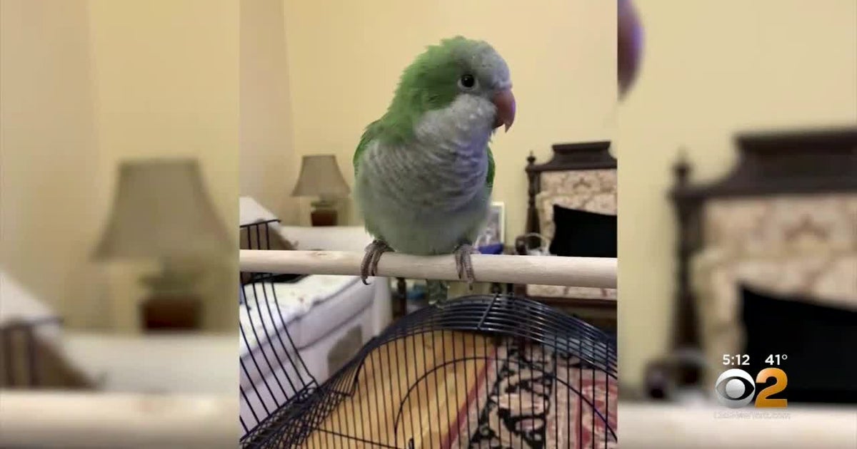 Mystery Surrounds Death Of Emotional Support Parrot On L.I. - CBS New York