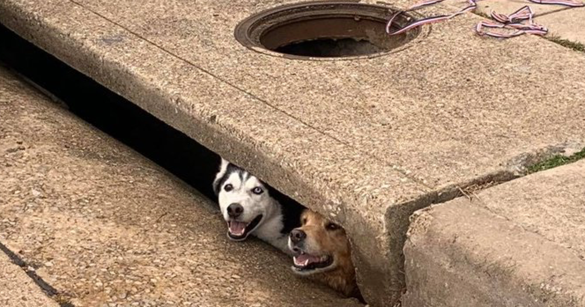 'Goofball' Dogs Rescued After Getting Stuck In Carrollton Storm Drain ...