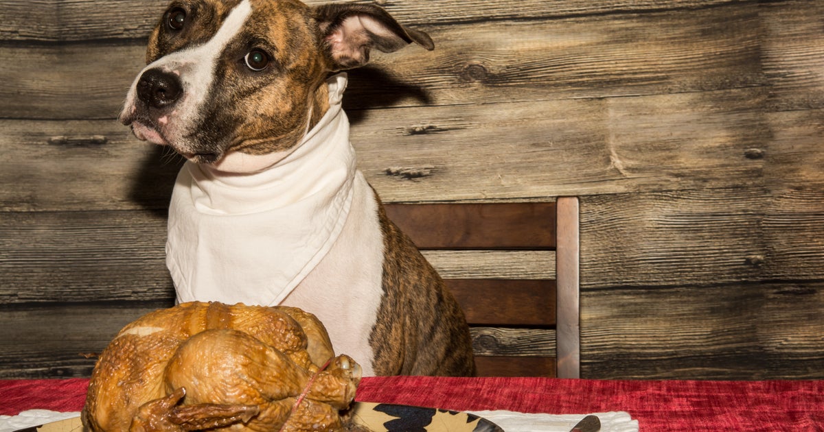 Thanksgiving Safety Tips For Pets - CBS Sacramento