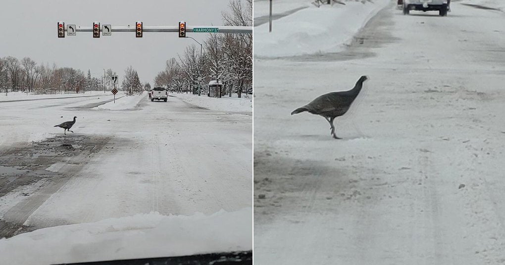 Thanksgiving Week Snowstorm 2019