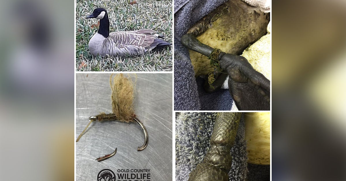 Injured Goose Rescued In Rancho Cordova Victim Of Improperly Discarded ...