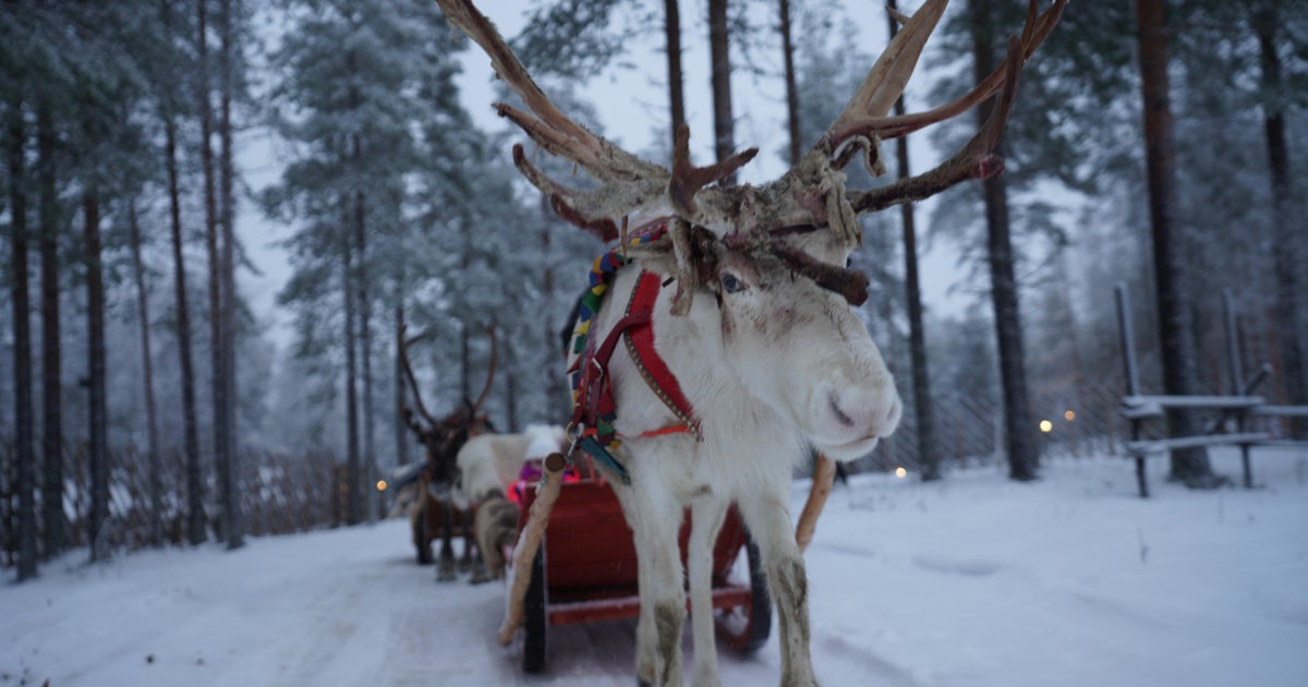 Reindeer in the land of Santa