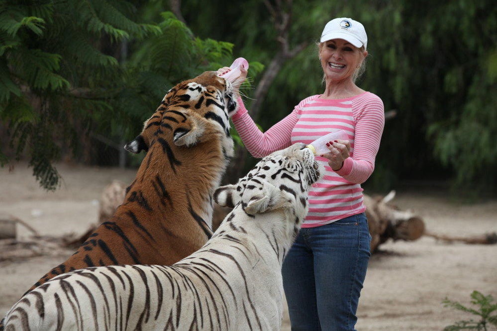 Tiger attack: 2 roughhousing tigers injure Patty Perry at Southern ...