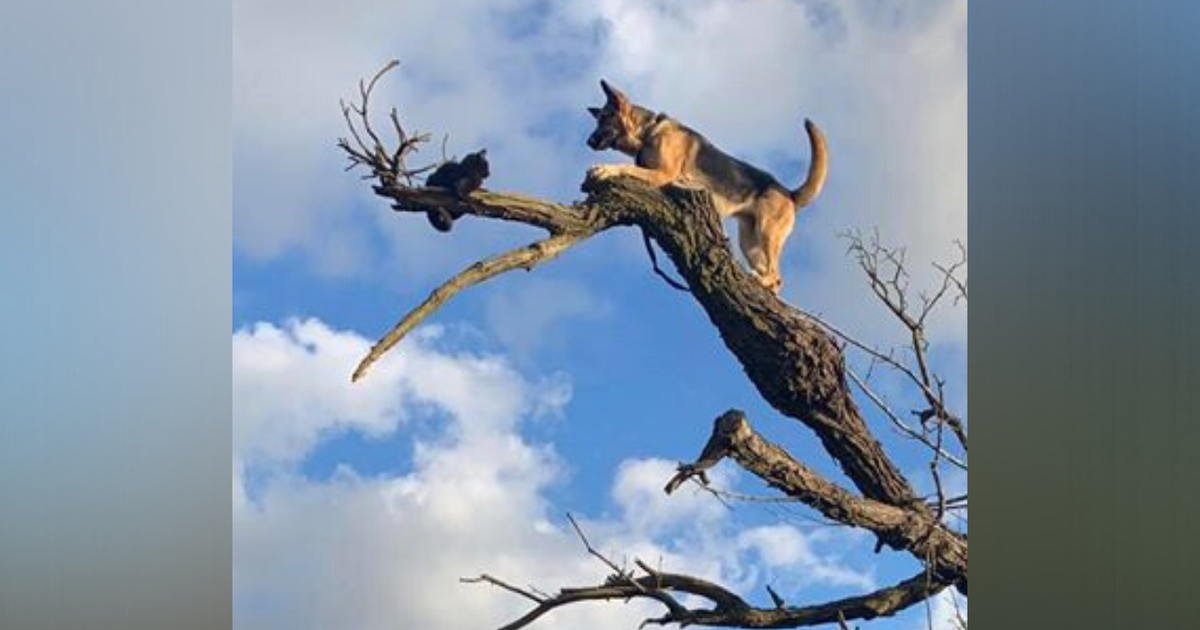 Firefighters Rescue German Shepherd That Chased Cat Up A Tree - CBS ...