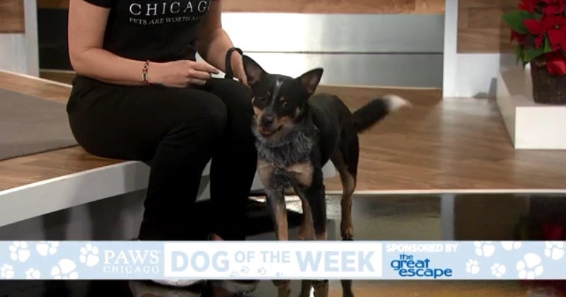 PAWS Dog Of The Week: Oscar - CBS Chicago