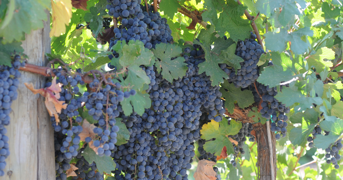 UC Davis Researchers Develop Disease-Resistant Grapes For Winemakers ...