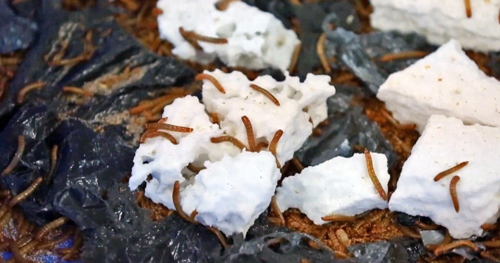 Stanford Study Shows Plastics-Gobbling Mealworms Safe to Use As Feed ...