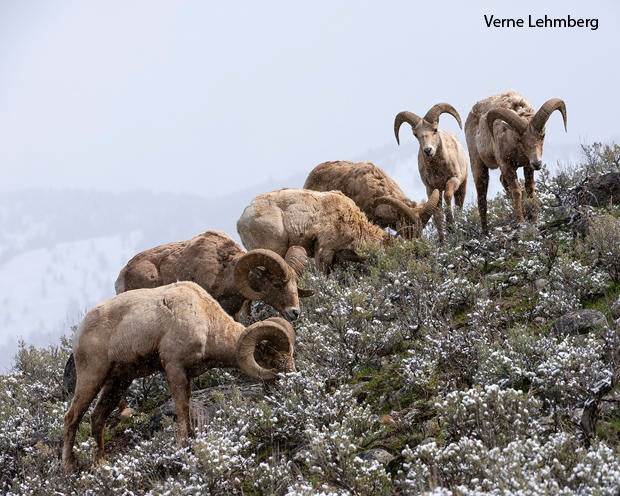 Nature up close: Domestic sheep-borne disease, reduction of habitat and ...
