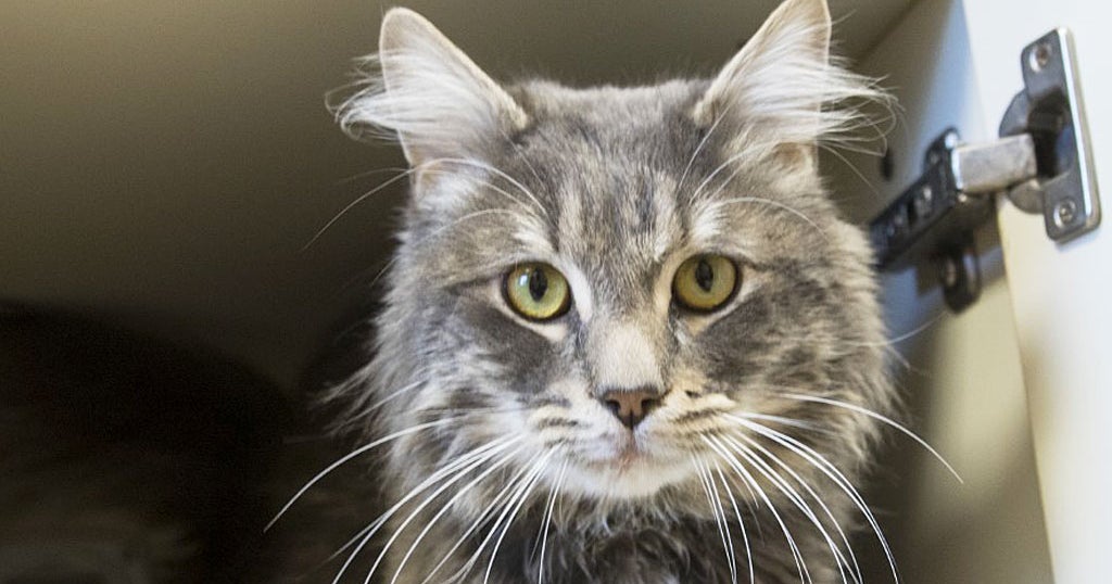 Stray Cat Found Frozen To Shipping Container In Dedham Recovering At ...