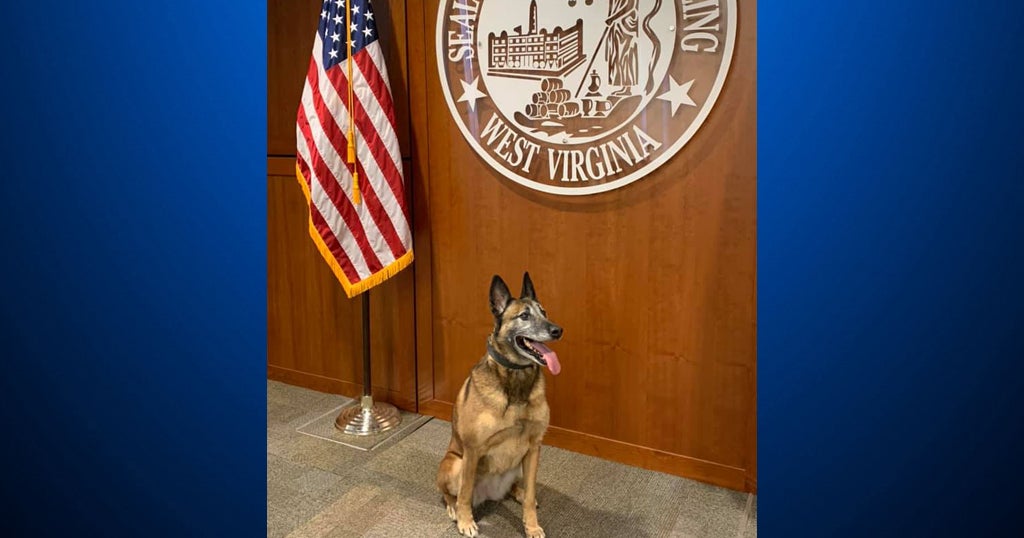 Wheeling Police K9 Bella Retires - CBS Pittsburgh