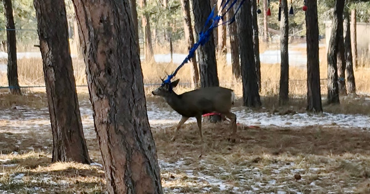 CPW Responds To Second Deer Caught In Netting In One Week In Colorado ...