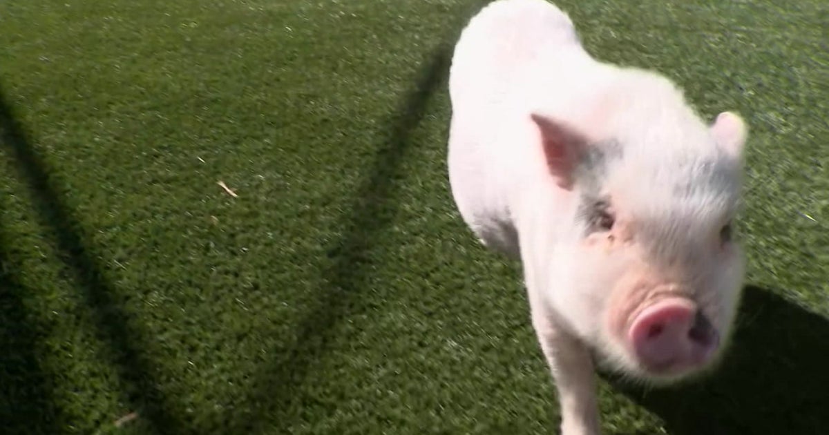 'Wilbur' The Little Piggy Won't Be Going To Market After Being Rescued ...