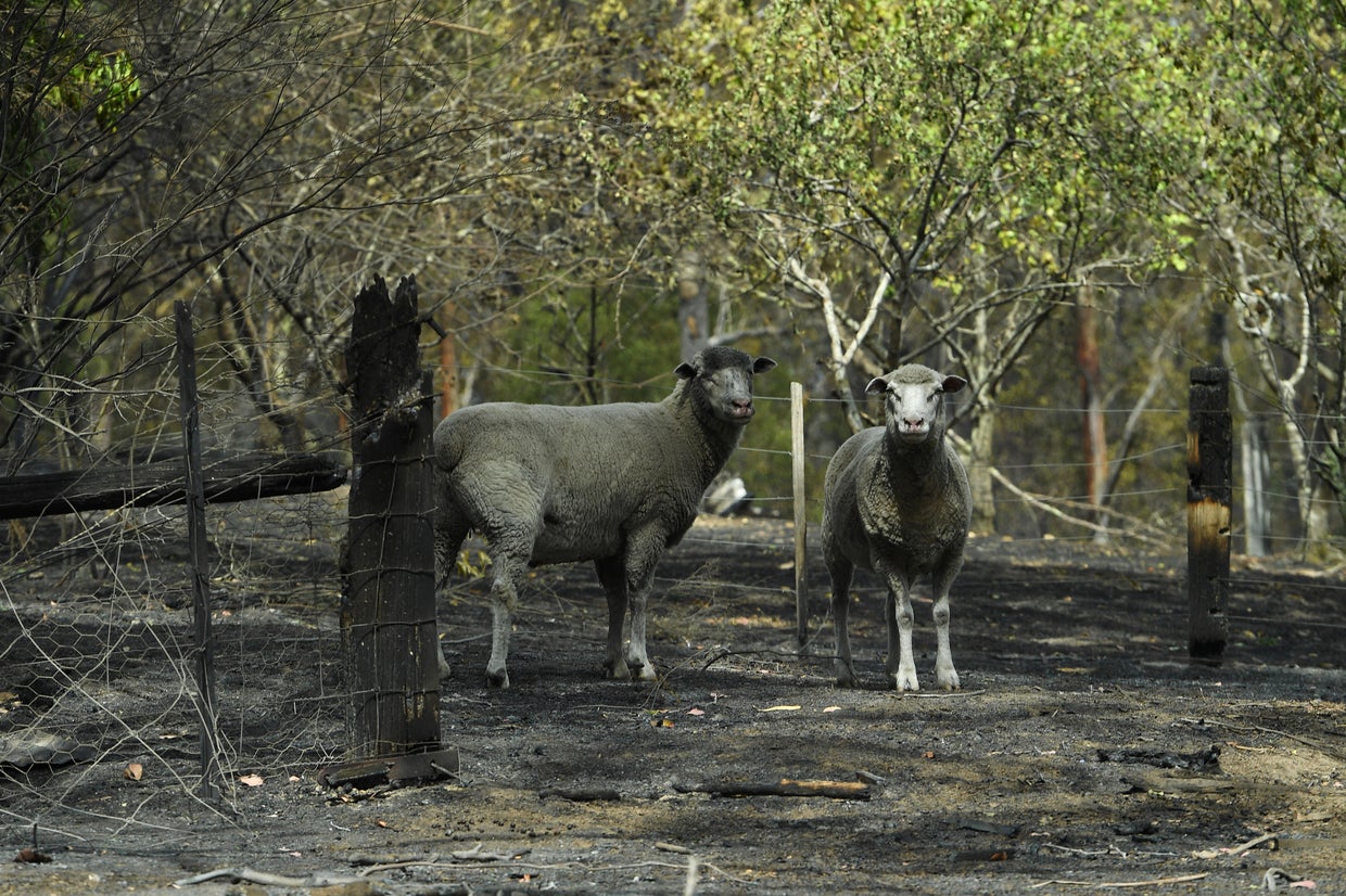 Australia wildfires: Animals in peril across the country