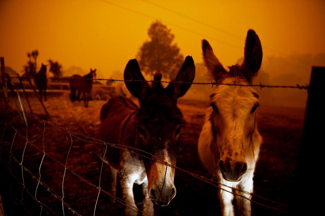 Australia wildfires: Animals in peril across the country