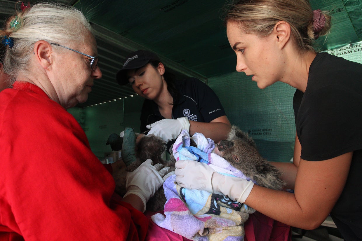 Australia wildfires: Animals in peril across the country
