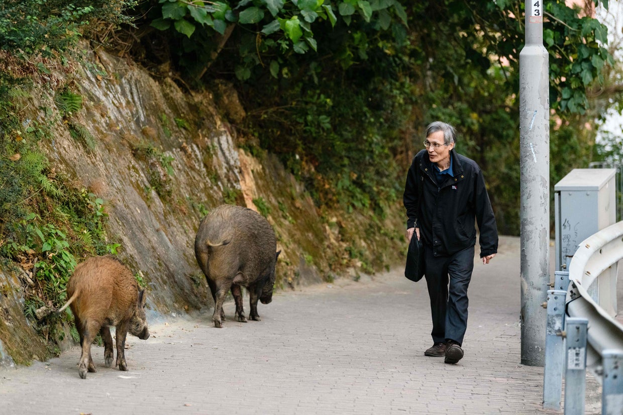 Animals on the loose