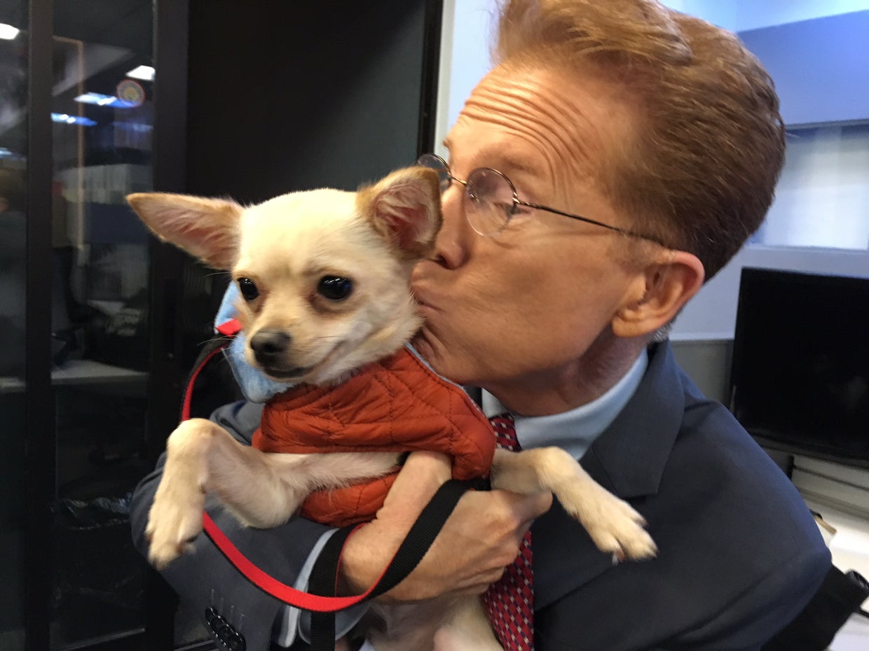Furry Friend Finder: Buddy And Rudolpho - CBS New York