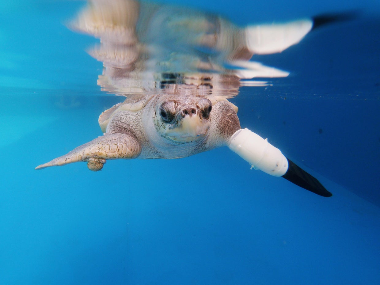 Sea turtle is swimming again with Thailand's first prosthetic flipper ...