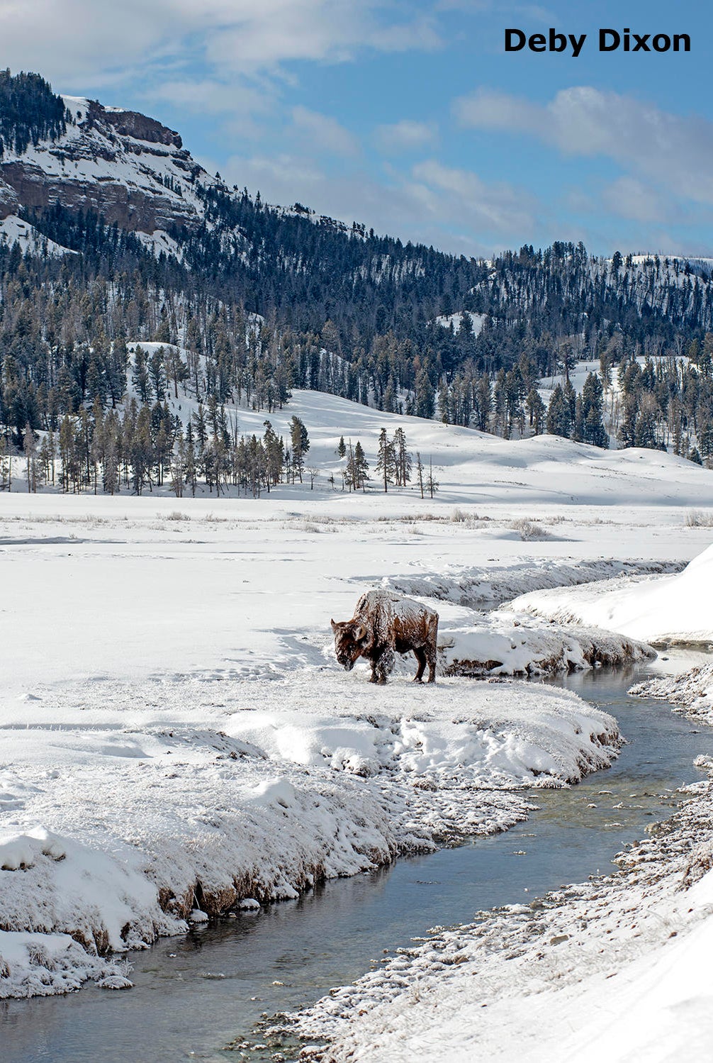 Nature up close: With many of their natural predators extinct, the ...