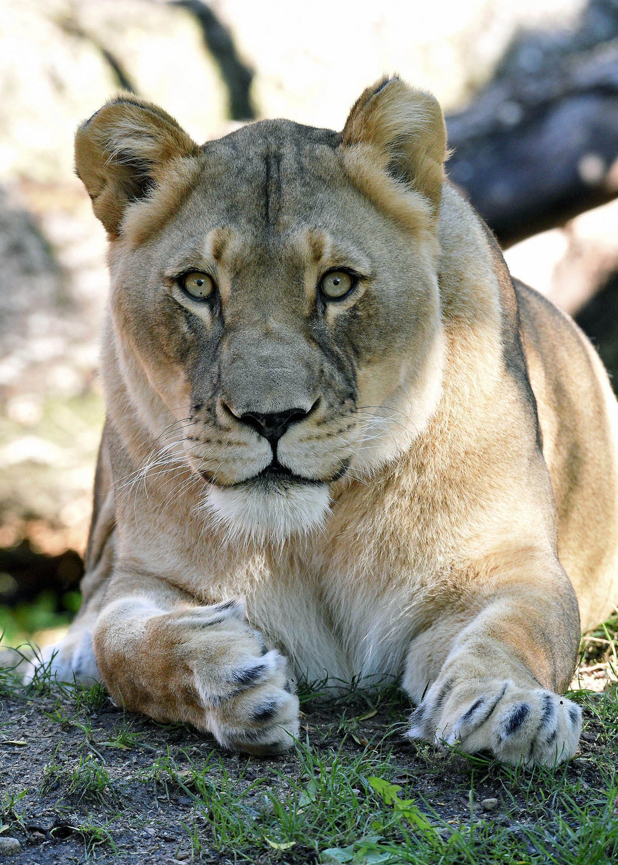 Second African Lion Dies At Brookfield Zoo - CBS Chicago